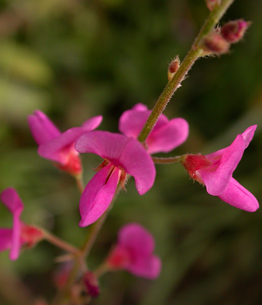 Spanish clover | Project Noah