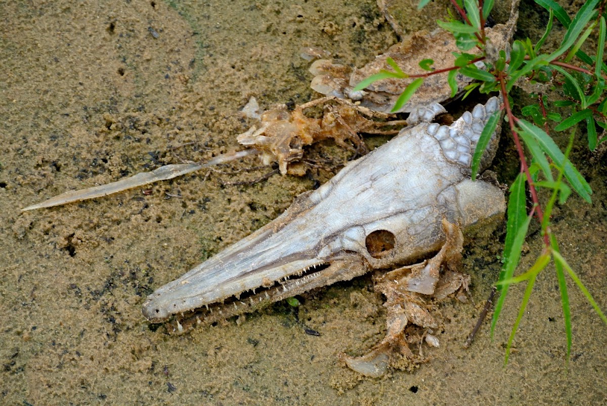 Aligator Gar | Project Noah