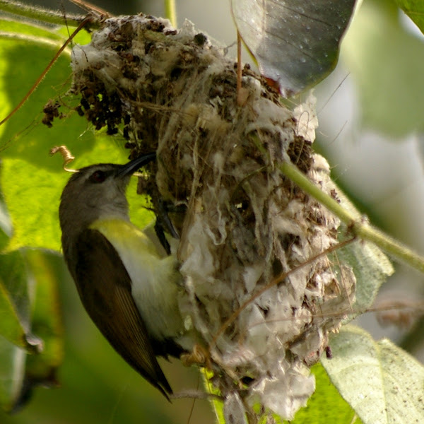 The Purple Sunbird - female in nest | Project Noah