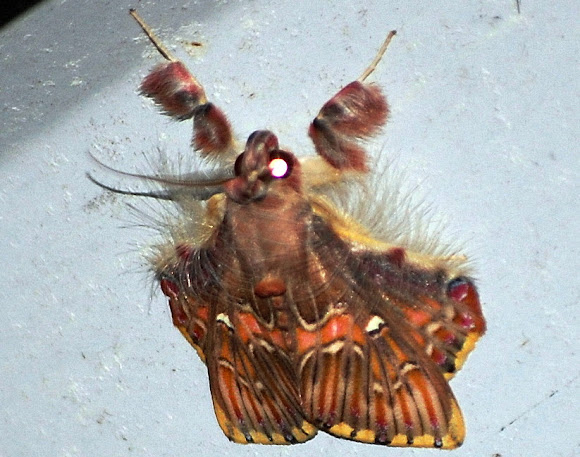 Hairy moth | Project Noah