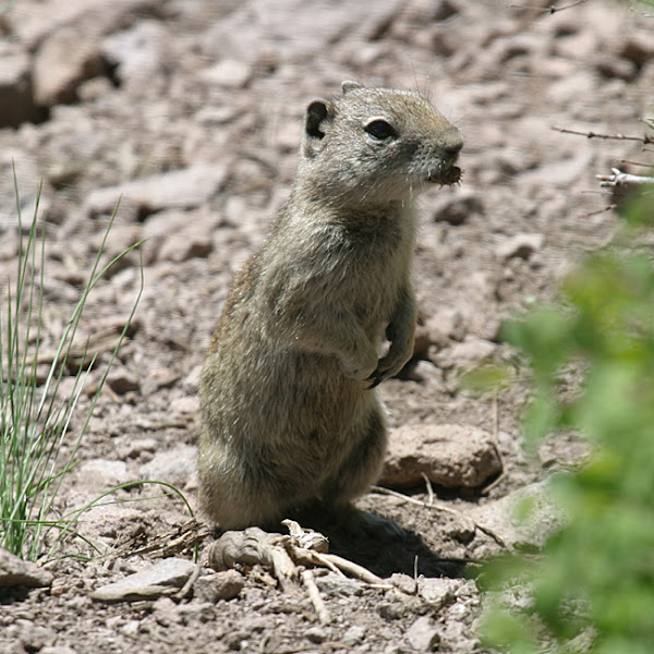 Belding's Ground Squirrel | Project Noah