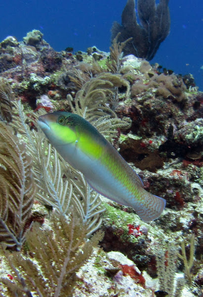 Yellowhead Wrasse | Project Noah