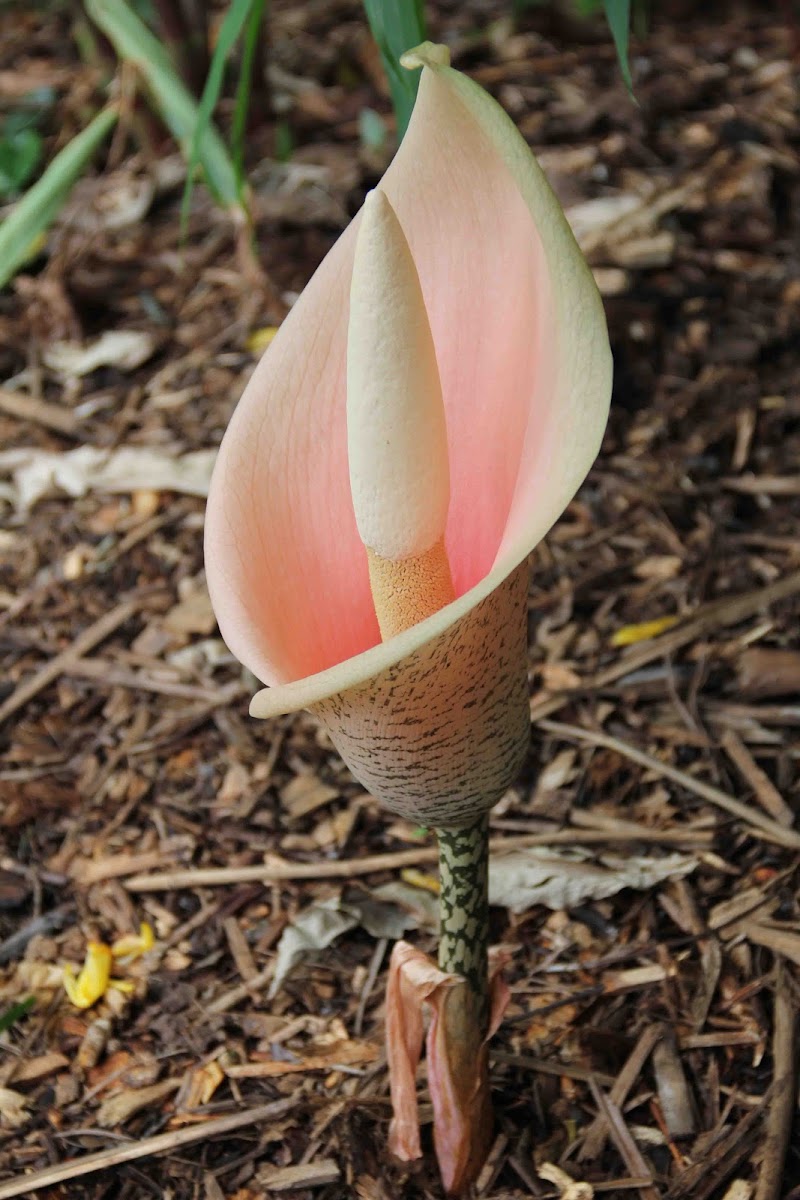 Voodoo Lily | Project Noah