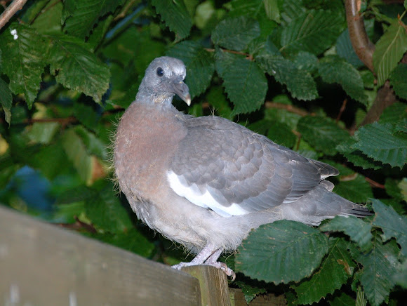 Common Wood Pigeon Chick | Project Noah
