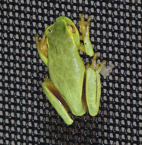 Graceful Tree Frog | Project Noah