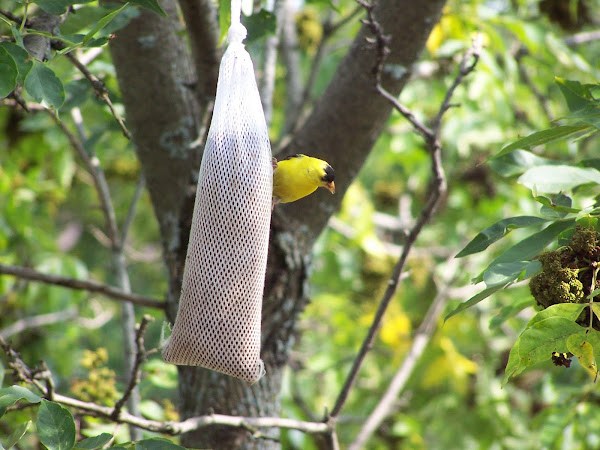 American Goldfinch | Project Noah