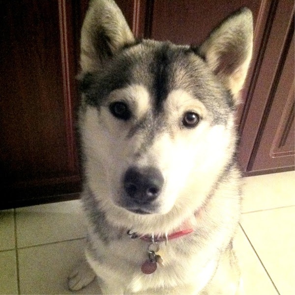 Husky | Project Noah