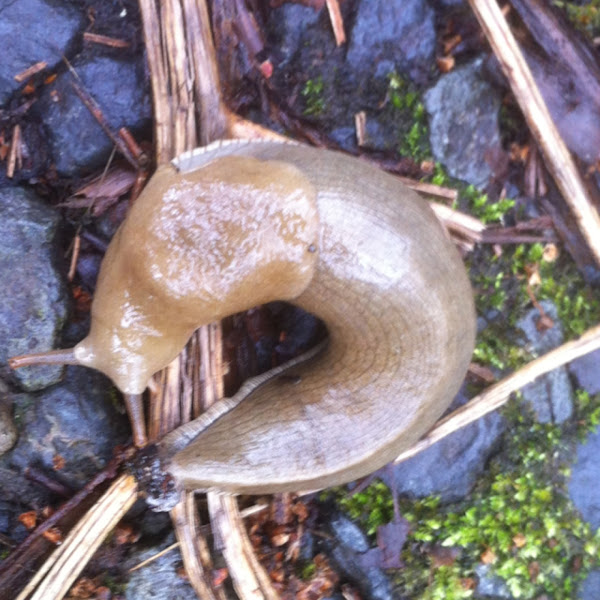 Banana slug | Project Noah