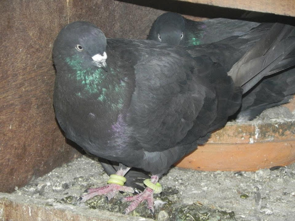 paira | Project Noah