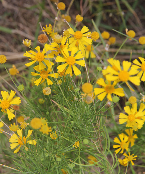 Bitterweed | Project Noah