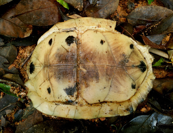 Malayan Box Turtle | Project Noah