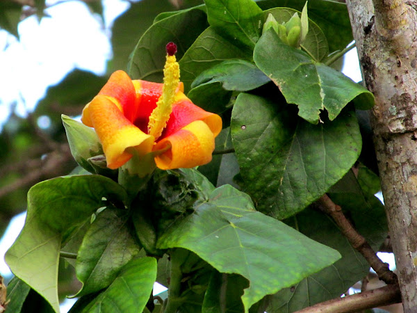 Blue Mahoe | Project Noah