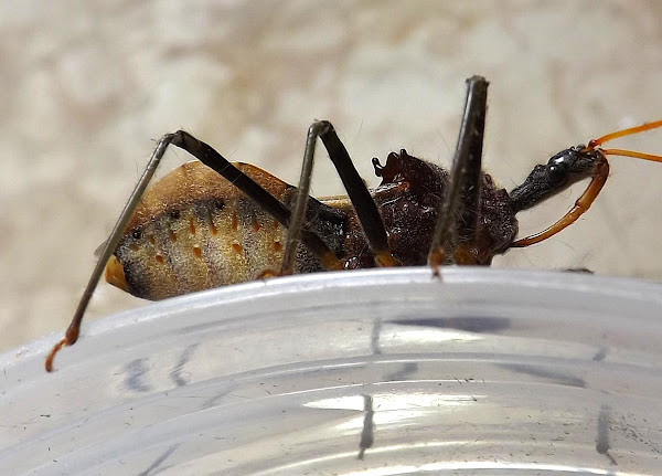 'White' Assassin Bug | Project Noah