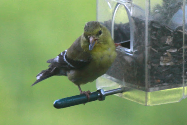 American Goldfinch | Project Noah