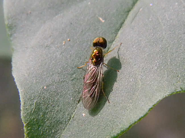 soldier fly | Project Noah