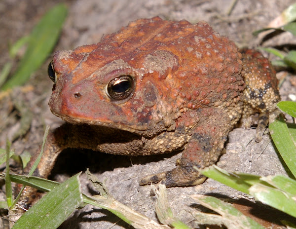 Dwarf American Toad | Project Noah