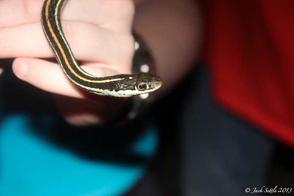 Orange-striped Ribbonsnake | Project Noah