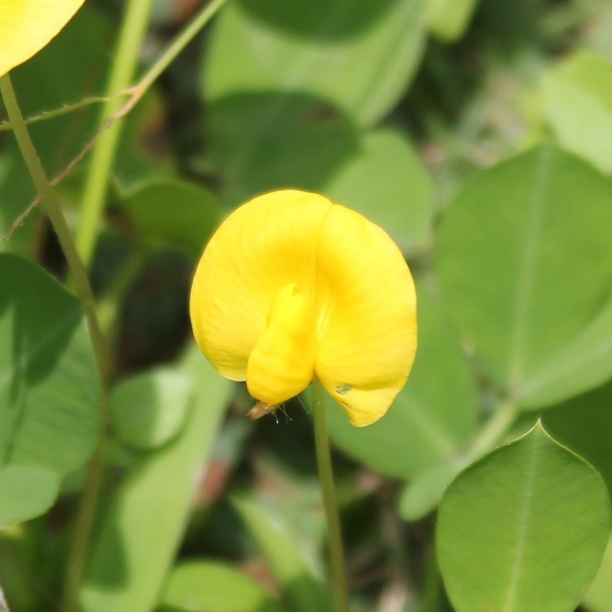 Small Yellow Flower (Pinto Peanut) | Project Noah