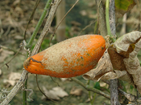 parwal (potol) | Project Noah