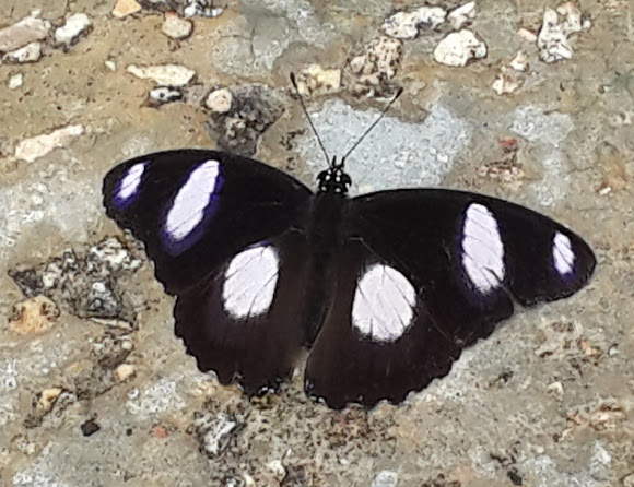 Danaid Eggfly Butterfly (male) | Project Noah