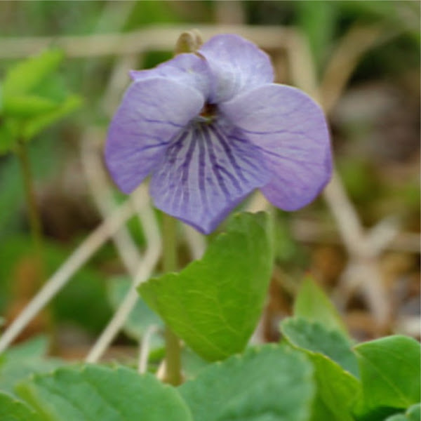 Alaska Violet | Project Noah