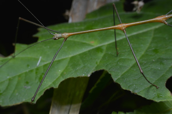 Stick Insect, Phasmid - Male | Project Noah