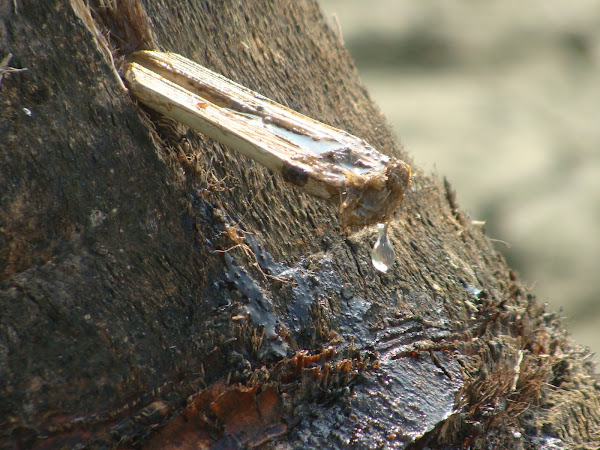 date palm sap | Project Noah