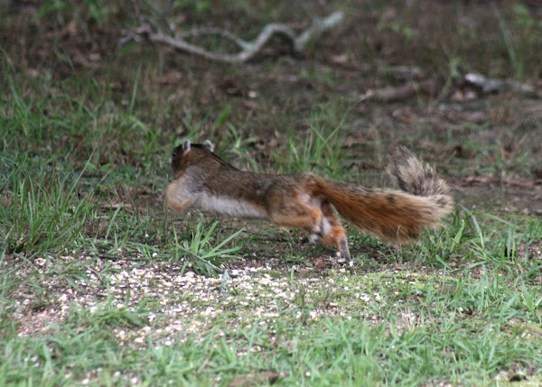 Bachman's Fox Squirrel | Project Noah