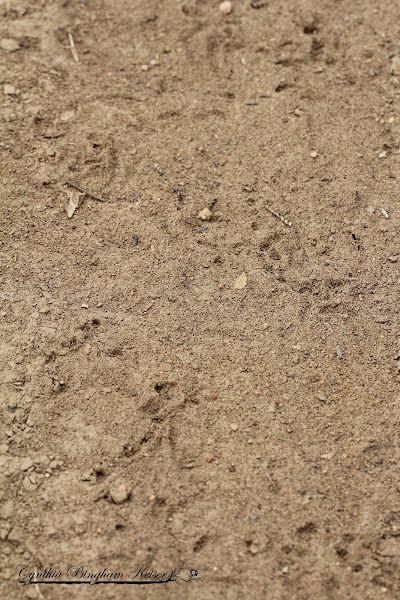 Toad track | Project Noah