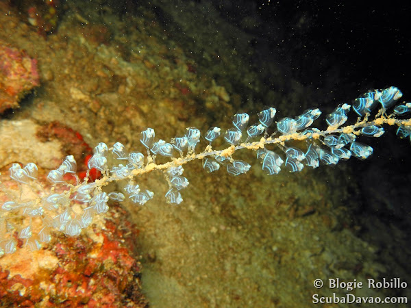 Blue Bell Sea Squirt | Project Noah
