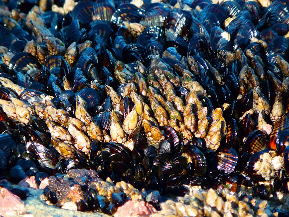 Leaf Barnacle | Project Noah