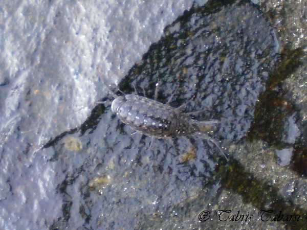 [G] Sea Slater | Project Noah