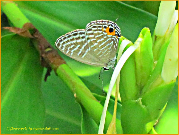 Metallic Cerulean | Project Noah