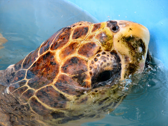 Loggerhead Sea Turtle | Project Noah
