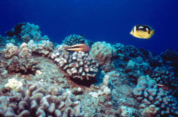 Coral Heads | Project Noah