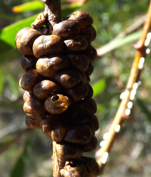 Wattle Tick Scale Insect | Project Noah
