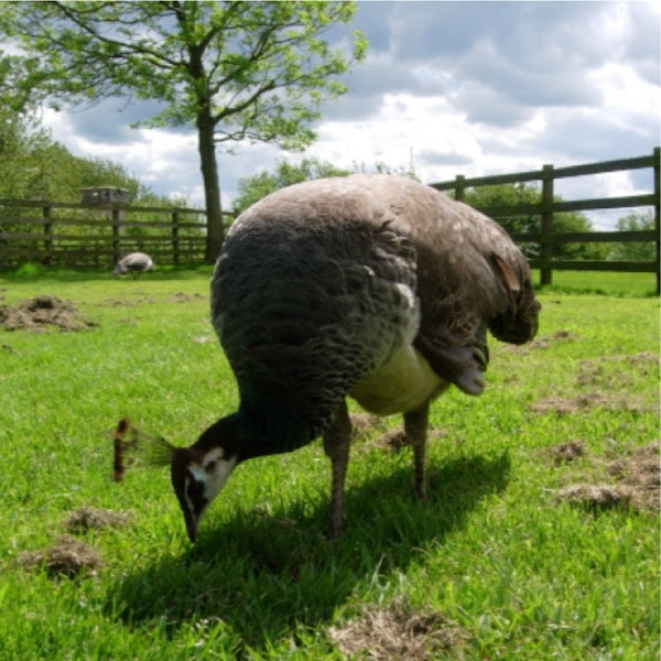 Pava real | Project Noah