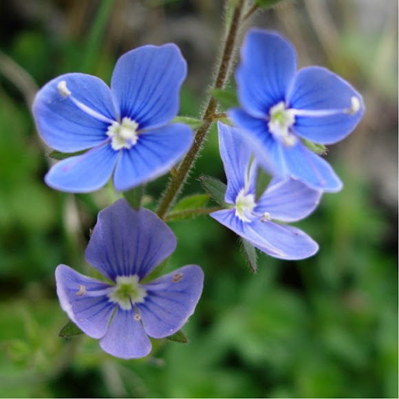Verónica. Germander Speedwell | Project Noah