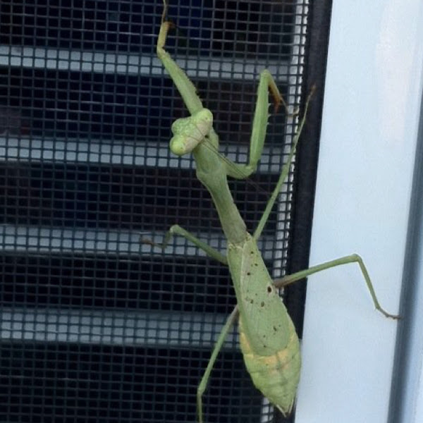 Praying mantis | Project Noah