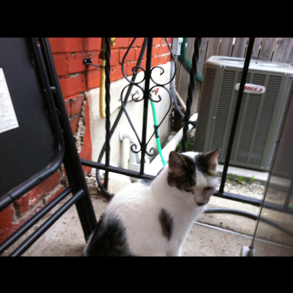 Dsh - cat | Project Noah