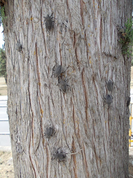 Mustha spinosula | Project Noah