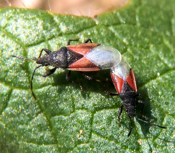 Chinche roja del melocotonero | Project Noah