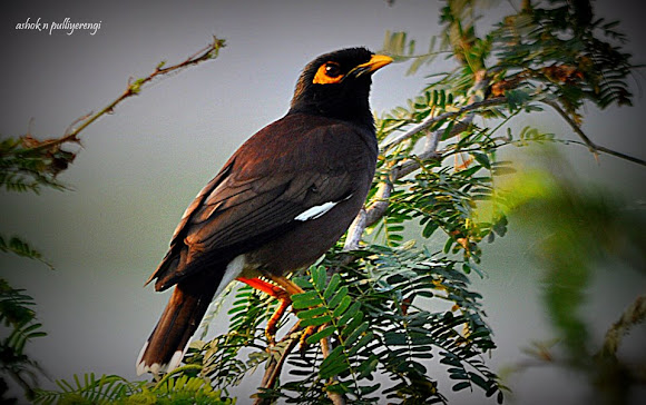 Common Myna or Indian Myna | Project Noah
