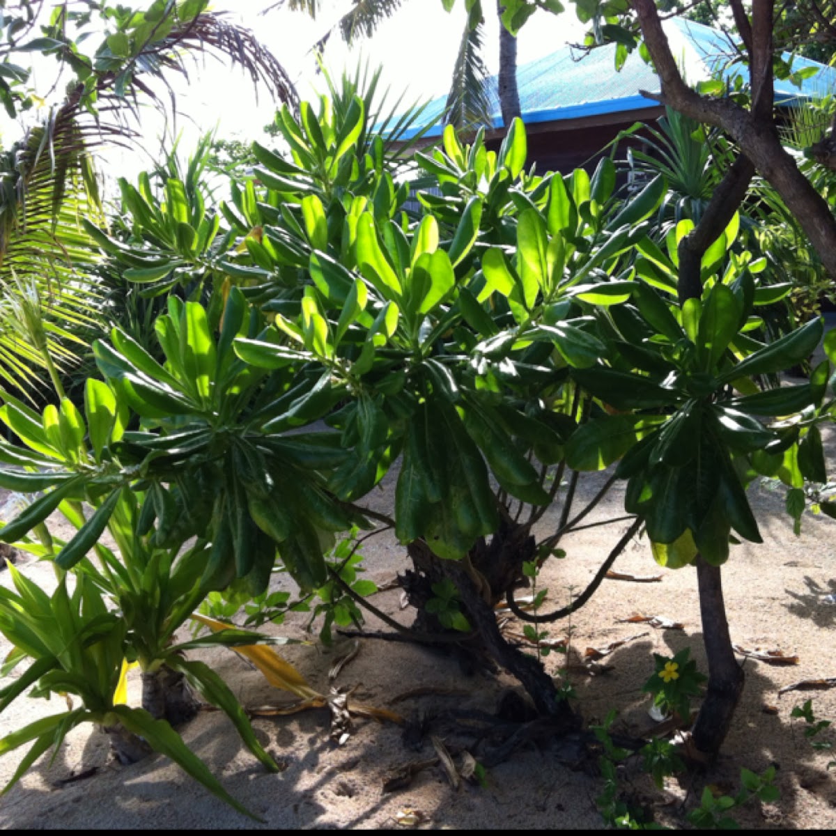 Fish Poison Tree or Putat | Project Noah