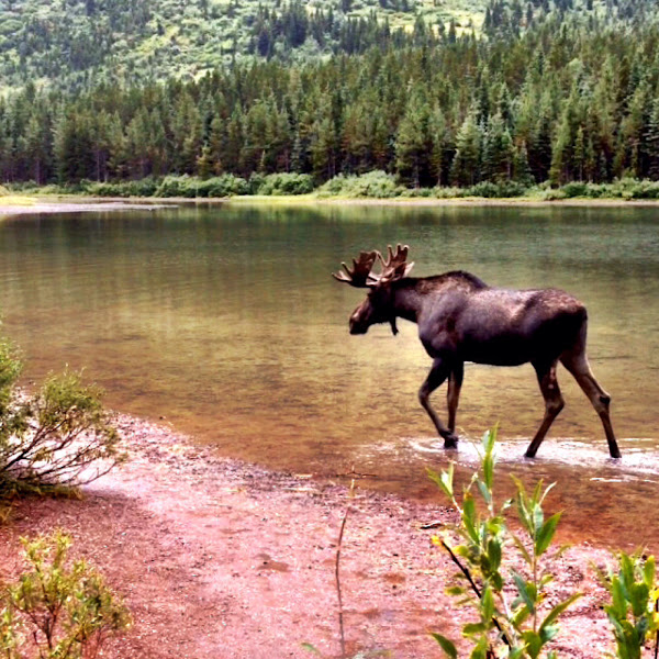 Moose | Project Noah