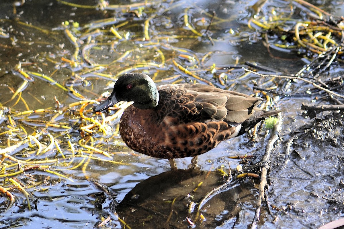 Chestnut Teal Duck | Project Noah