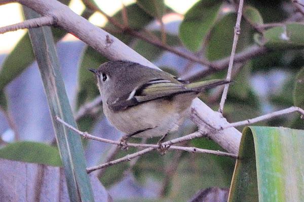 Ruby Crowned Kinglet | Project Noah