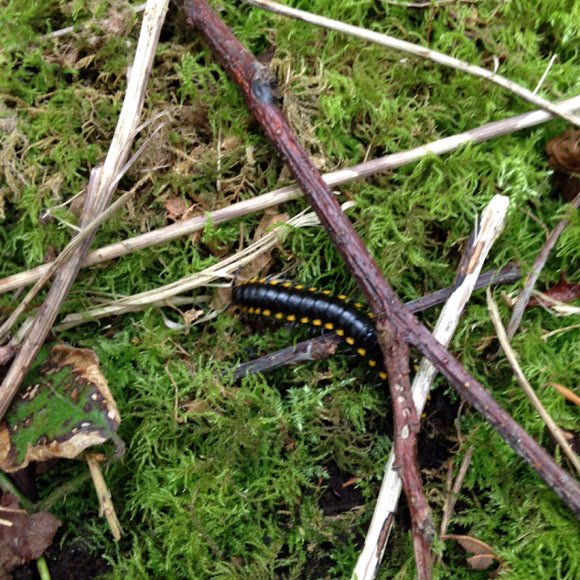 Cyanide millipede | Project Noah