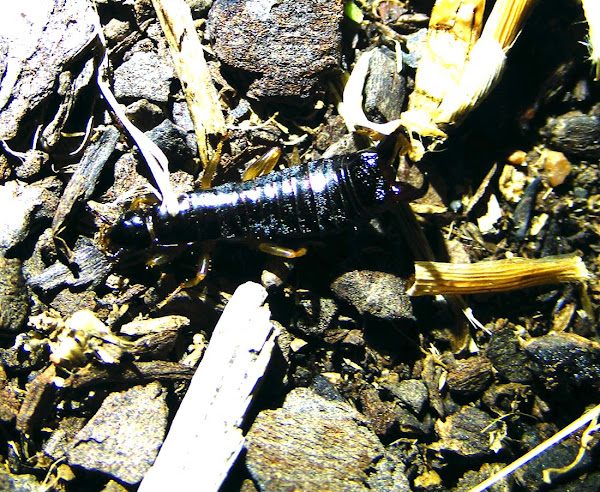 Black Earwig | Project Noah