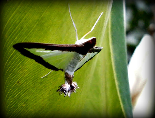 Melonworm Moth(Barrenador del melón) | Project Noah
